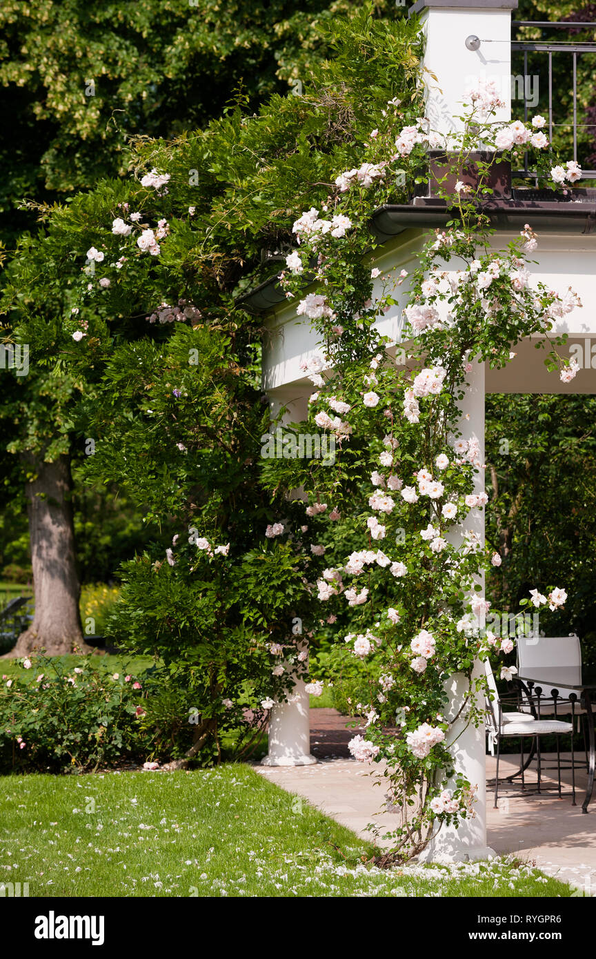 Flowers growing up column by patio Stock Photo - Alamy