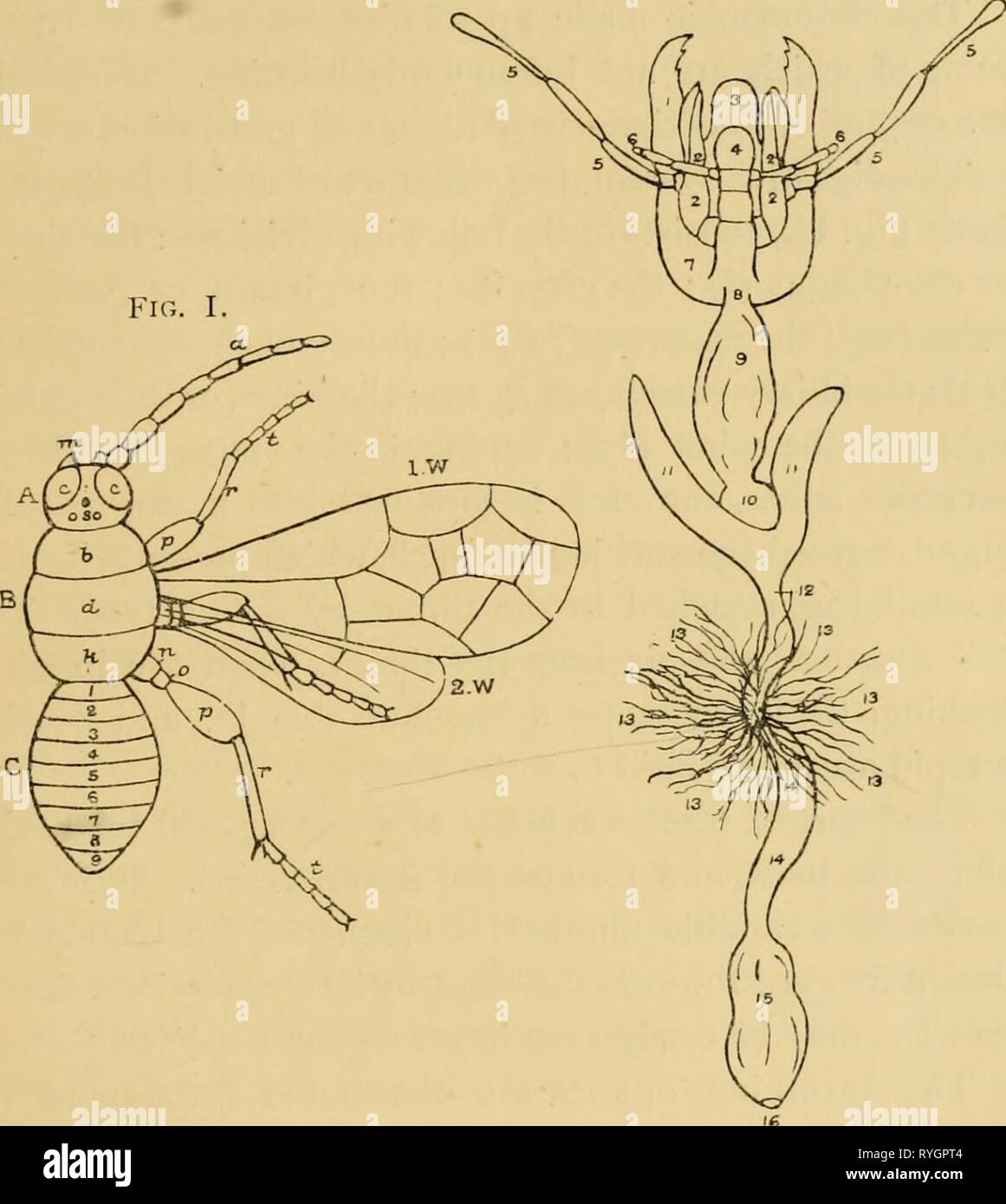 An elementary manual of New Zealand entomology : being an instroduction ...