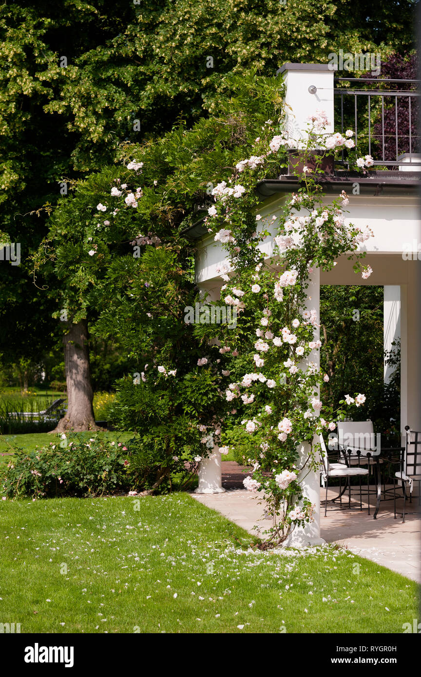 Flowers growing up column by patio Stock Photo - Alamy