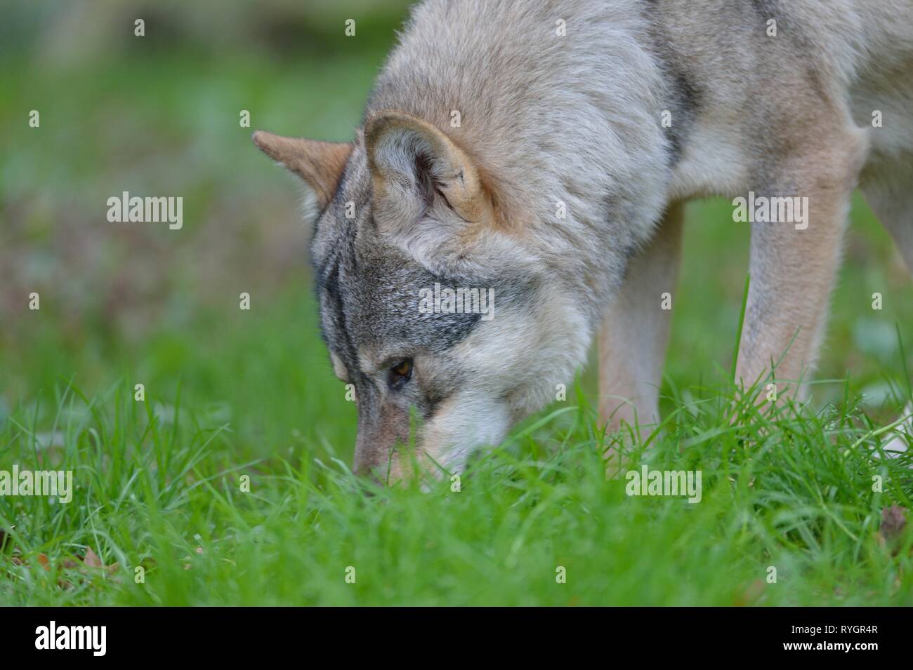 Wolf sniffing hi-res stock photography and images - Alamy