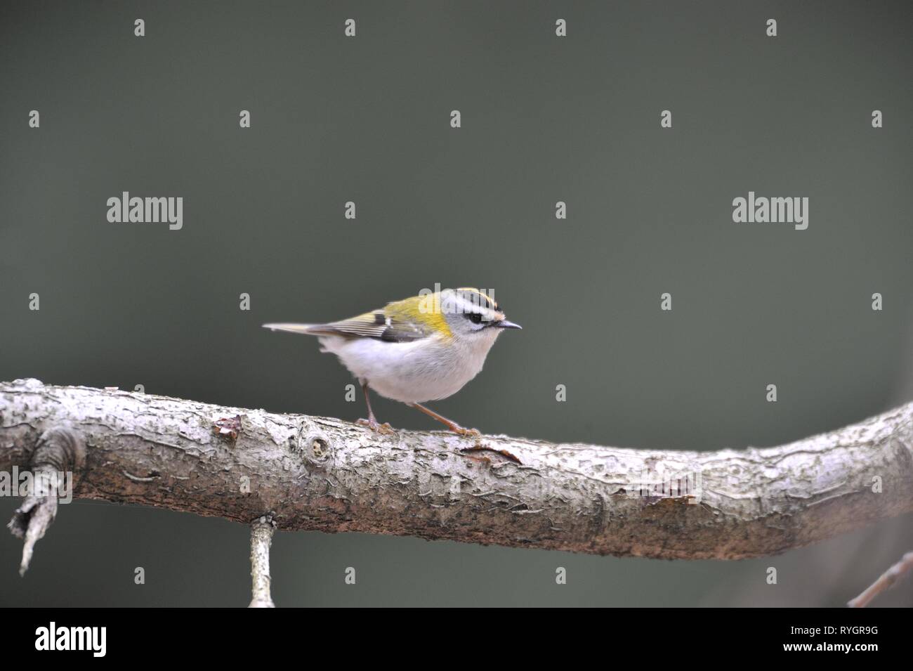 Common Firecrest - Eurasian Firecrest (Regulus ignicapillus) perched on ...