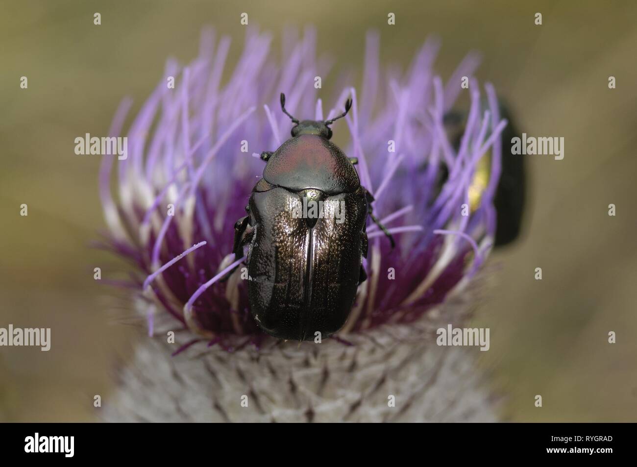 Rose Chafer - Rose Beetle (Cetonia aurata) foraging on wild flower in ...