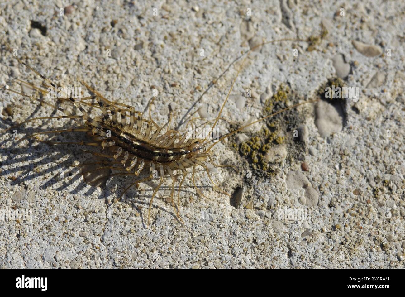 Common house centipede on hi-res stock photography and images - Alamy