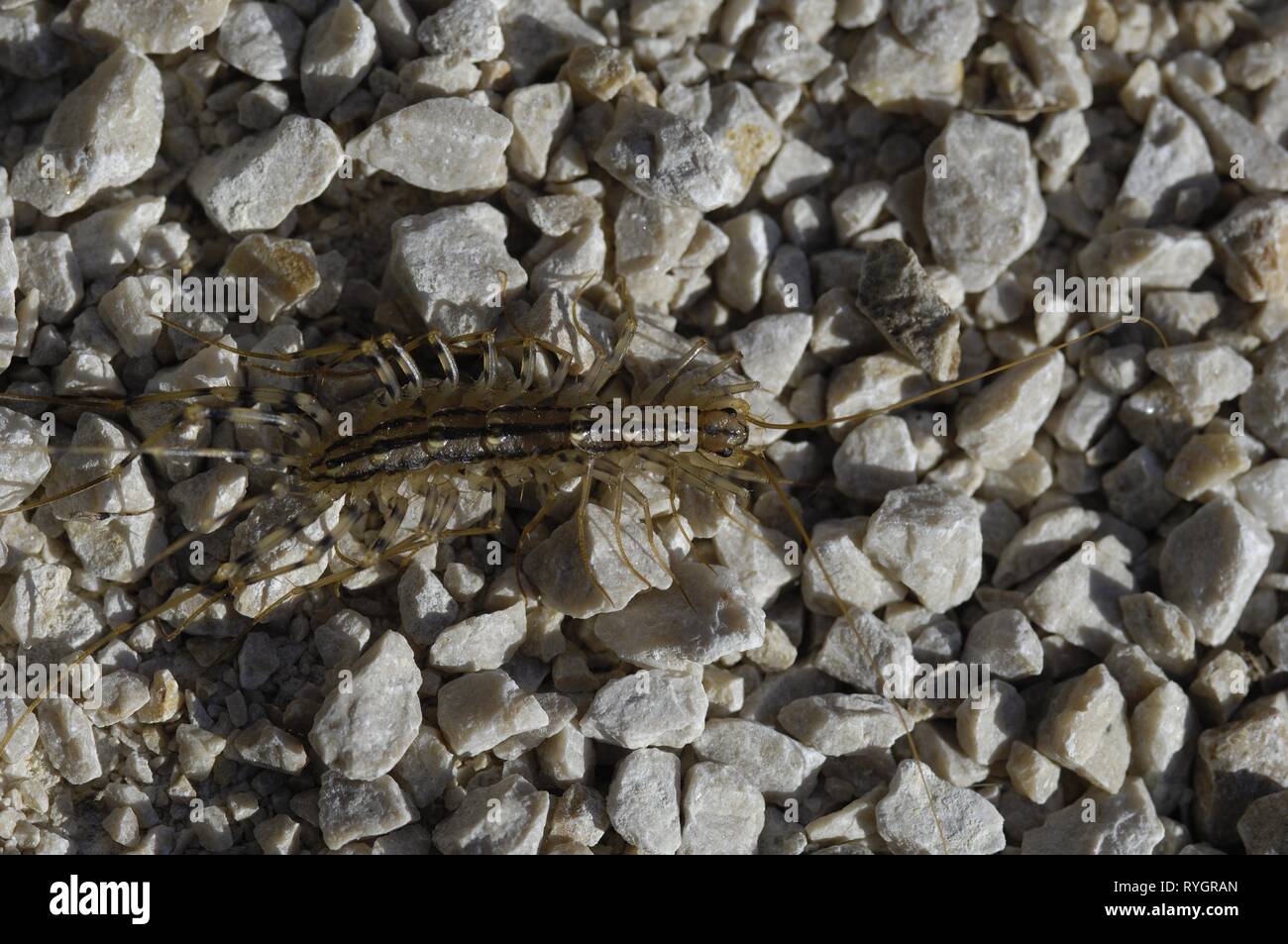 Common House Centipede (Scutigera coleoptrata) yellowish-grey centipede ...
