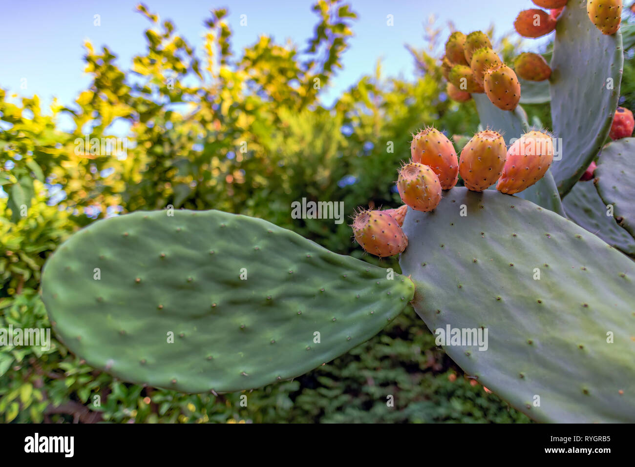 Sabra cactus hi-res stock photography and images - Alamy