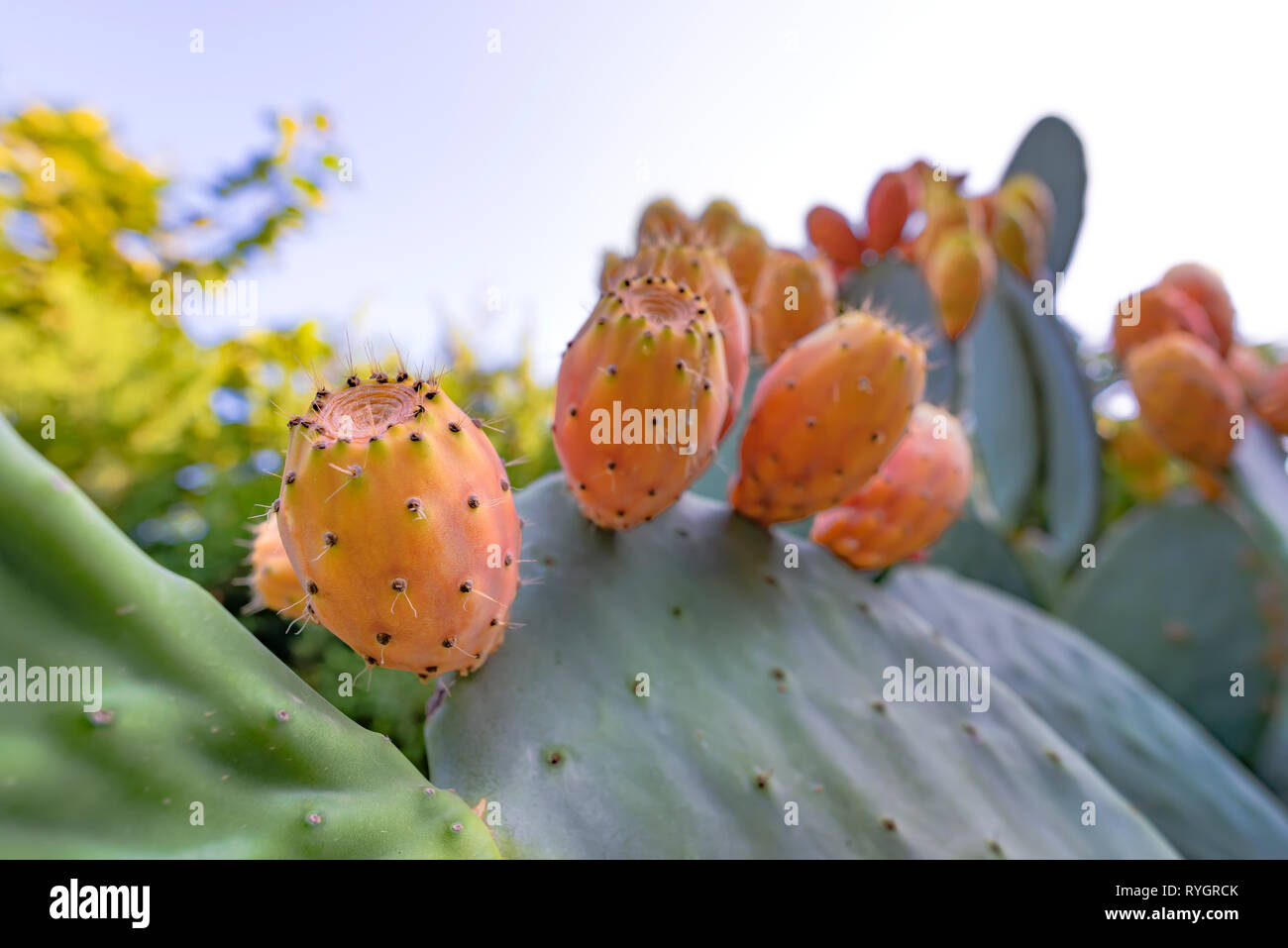 Sabra fruit hi-res stock photography and images - Alamy