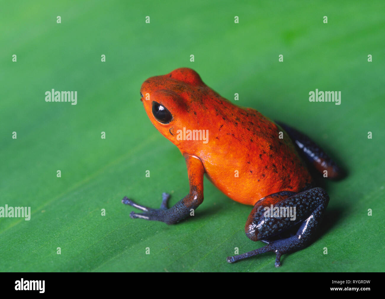 a strawberry poison dart frog sitting on a leaf in the rainforest of ...