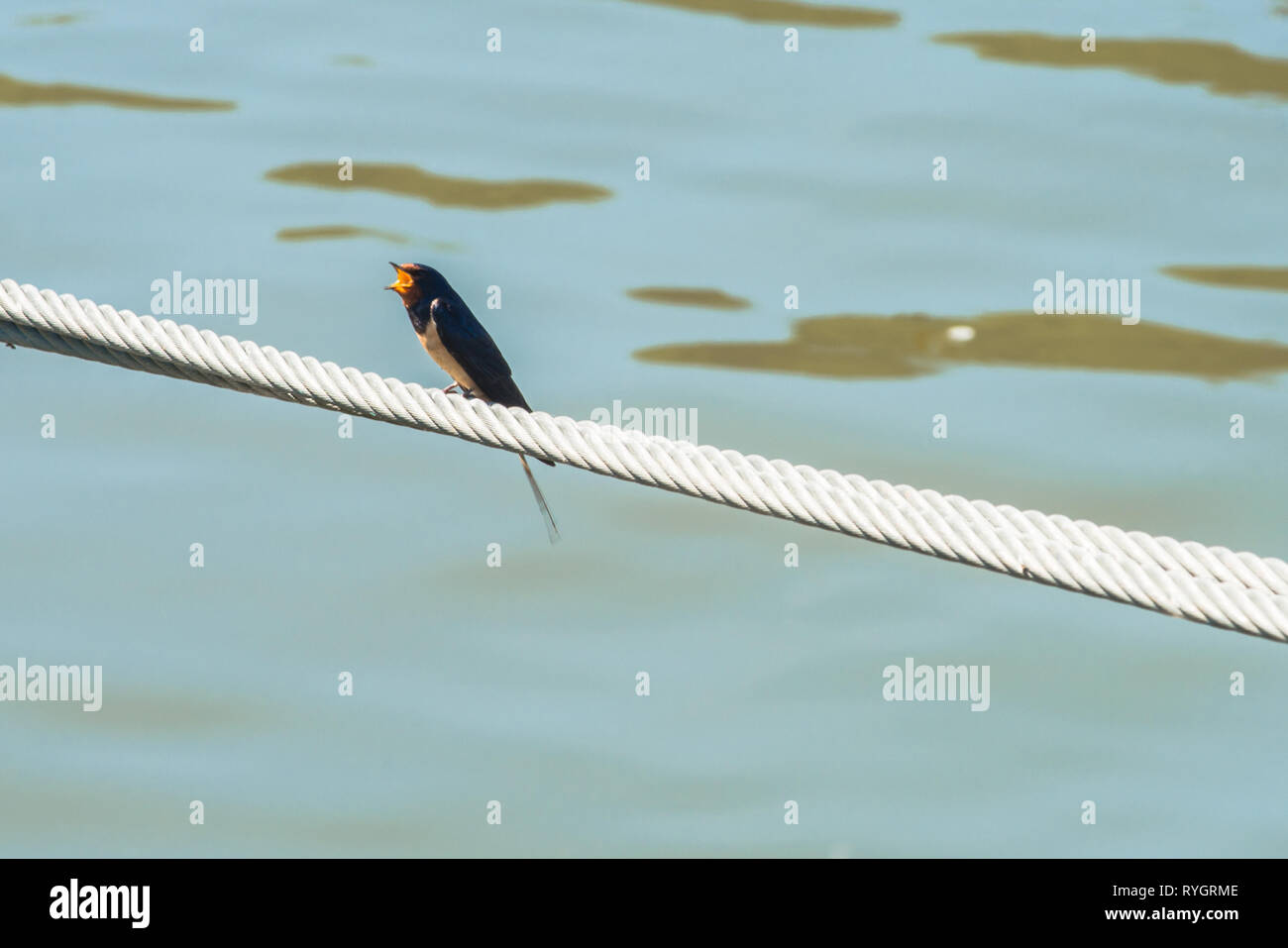 Wild bird (swallow) of the Mosel river valley, Germany Stock Photo - Alamy