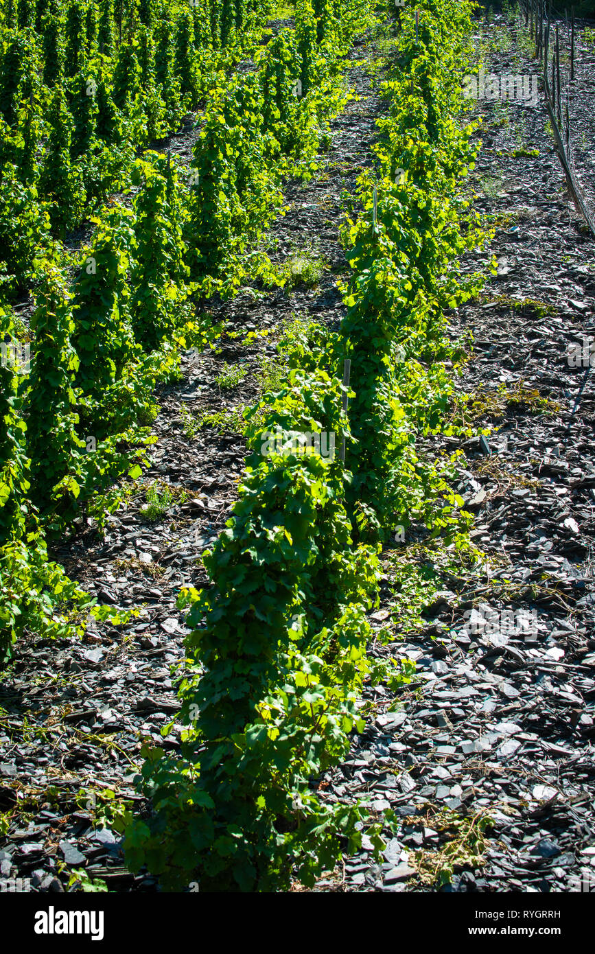 Gray slate soil at grapeyard of Mosel valley, near Cochem, Germany ...