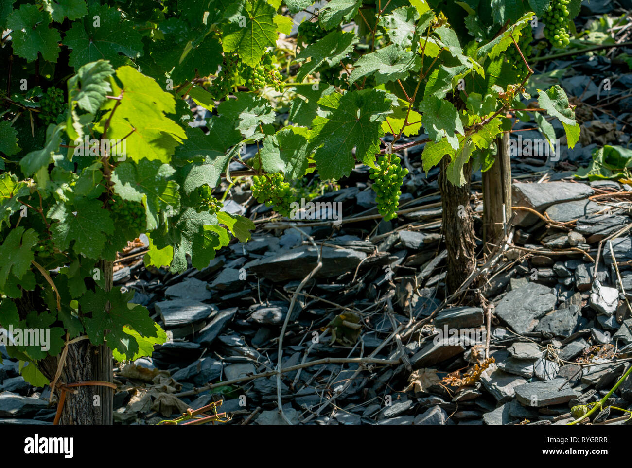 Gray slate soil at grapeyard of Mosel valley, near Cochem, Germany ...