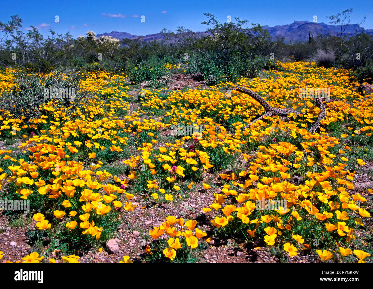 Mexican Gold Poppies in Arizona 1996 Stock Photo - Alamy