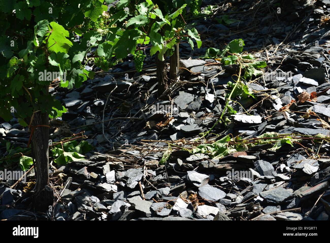 Gray slate soil at grapeyard of Mosel valley, near Cochem, Germany ...