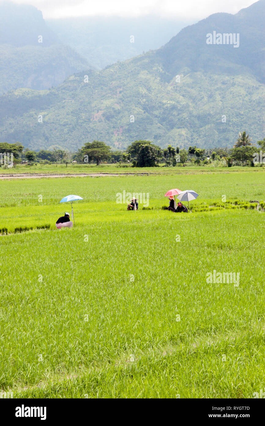 manual labour in the Philippine rice fields of mindoro Stock Photo - Alamy