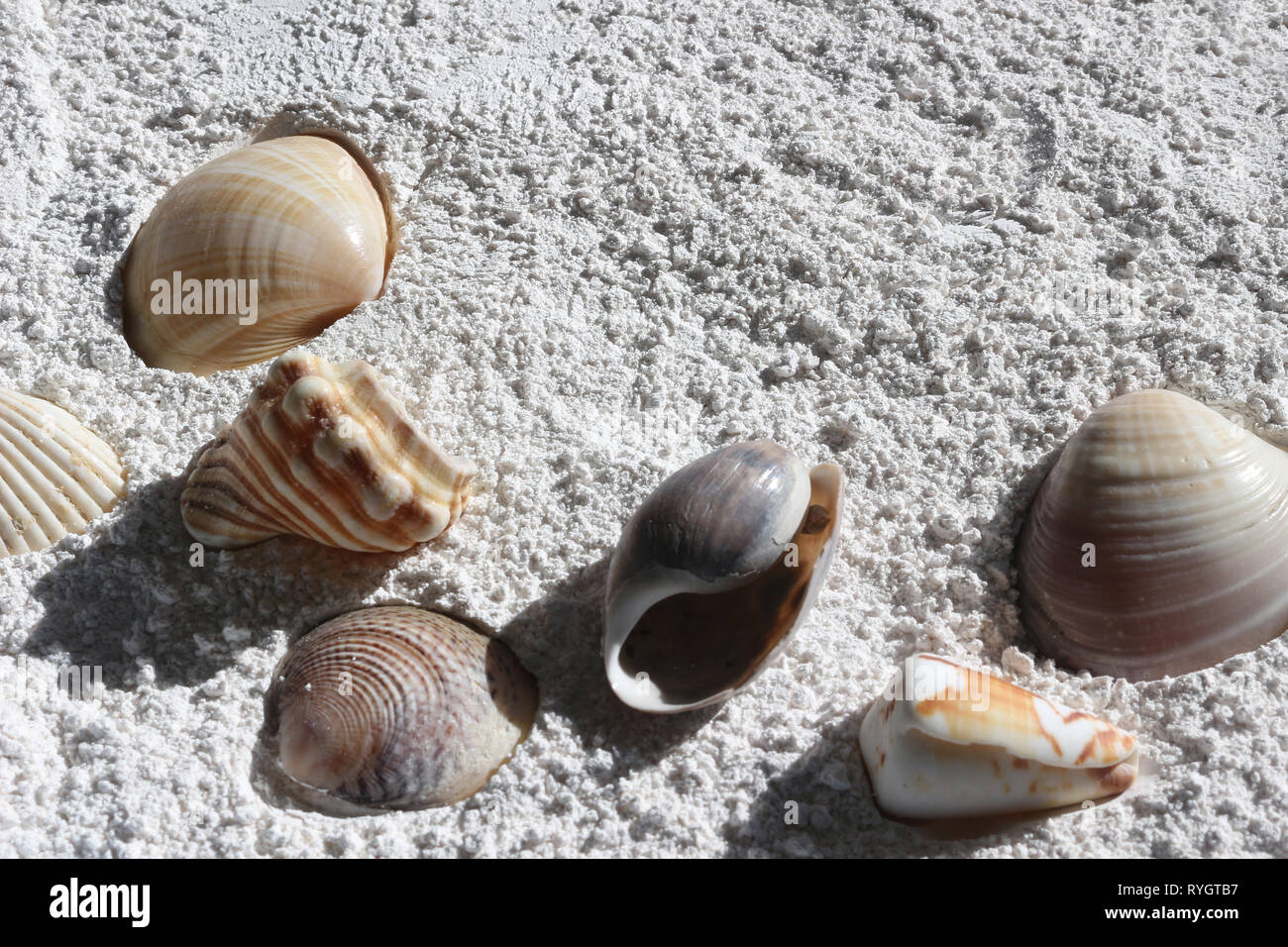Scallop shell on sandy beach hi-res stock photography and images - Alamy