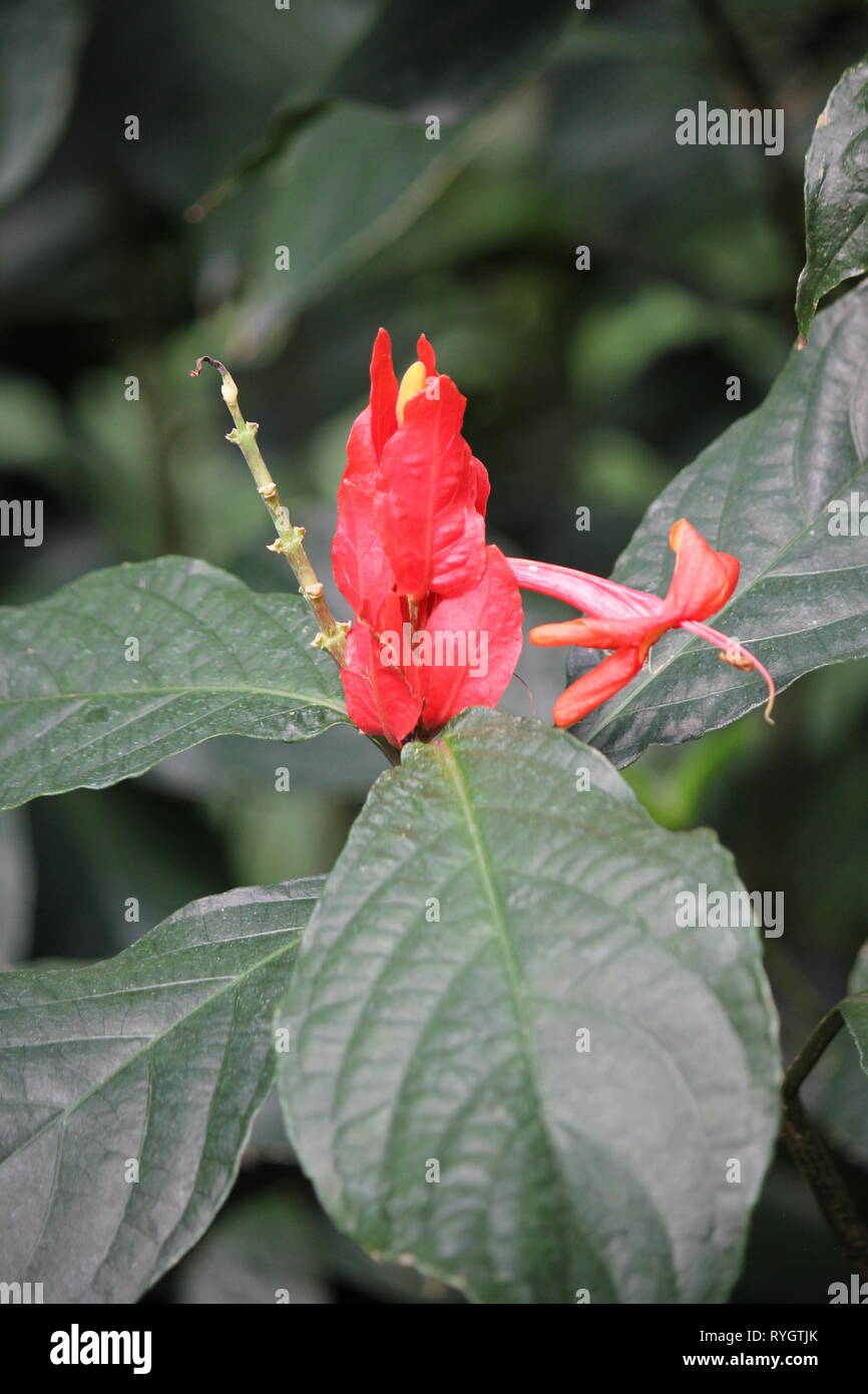 Flowering red shrimp plant lobster claw flower Stock Photo - Alamy