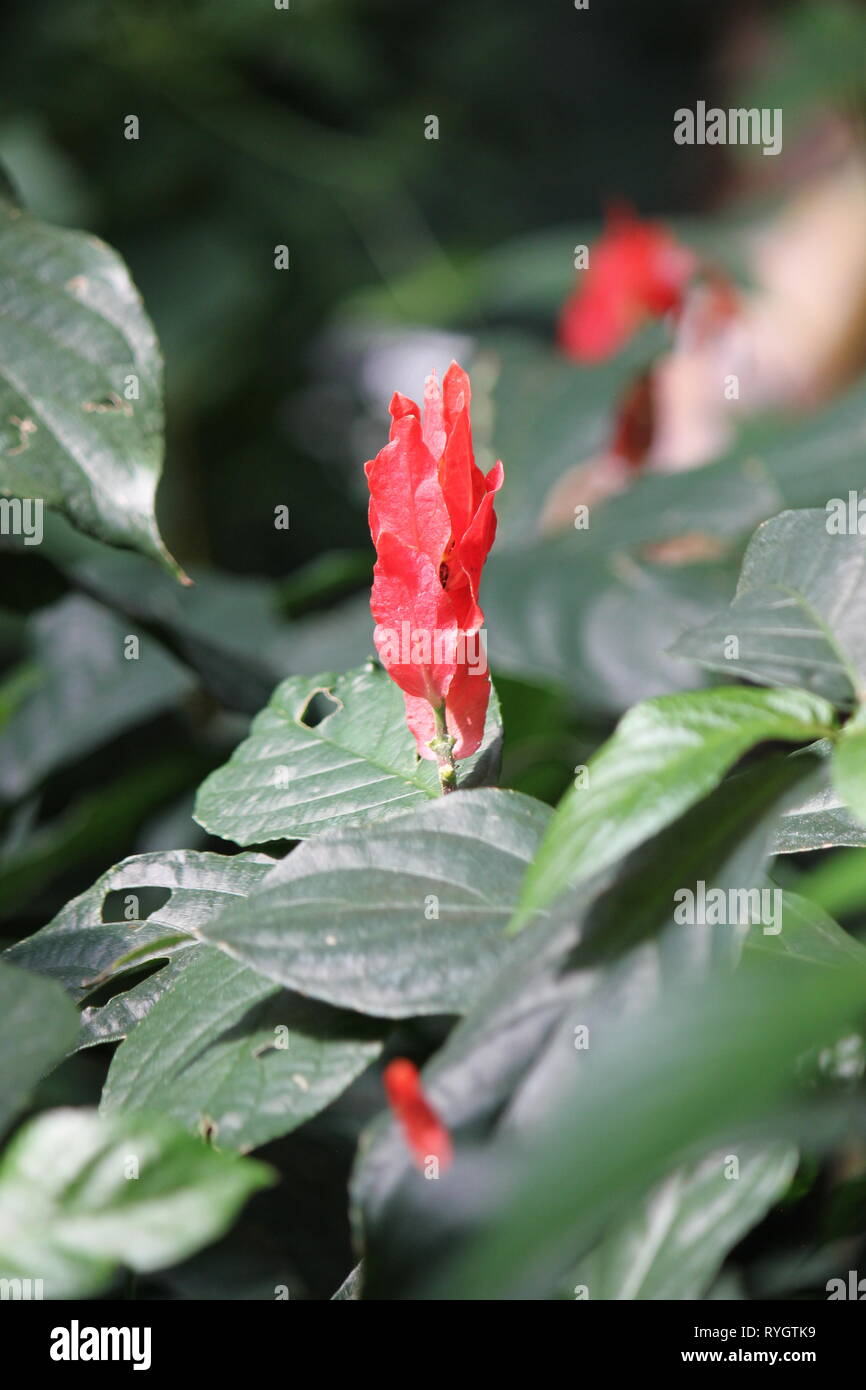 Claw Flower High Resolution Stock Photography and Images - Alamy