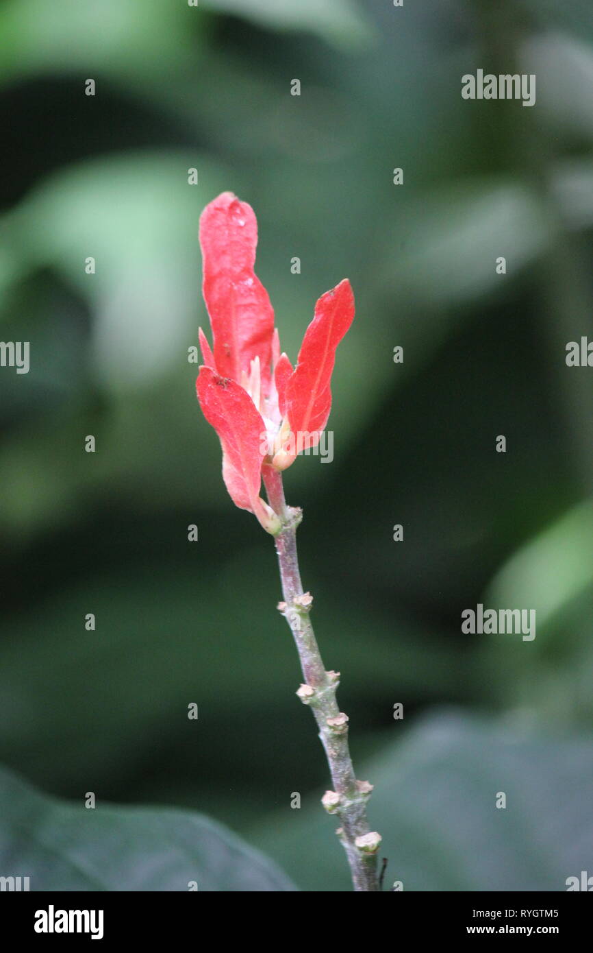 Flowering red shrimp plant lobster claw flower Stock Photo - Alamy