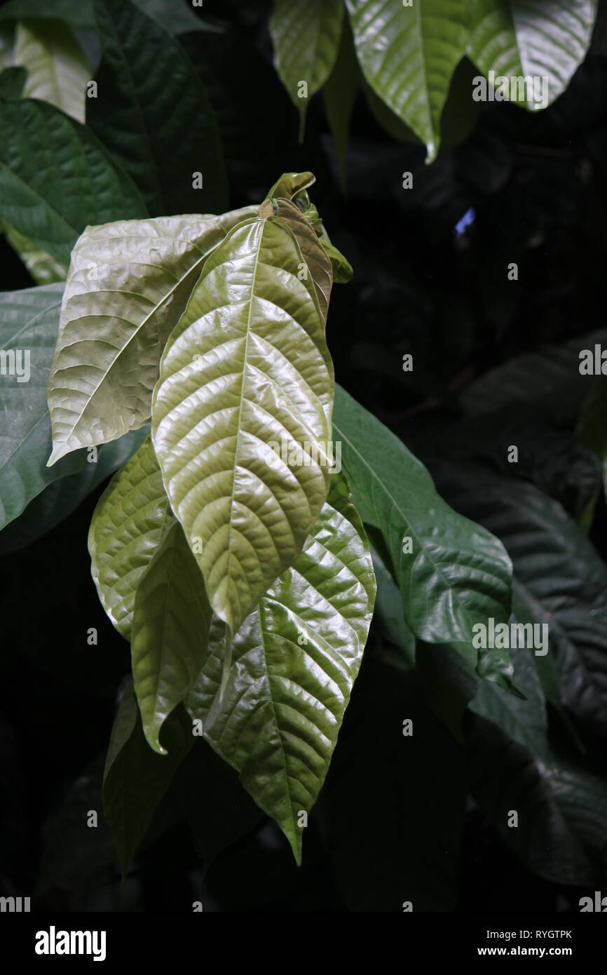 Cultivar cacao hi-res stock photography and images - Alamy