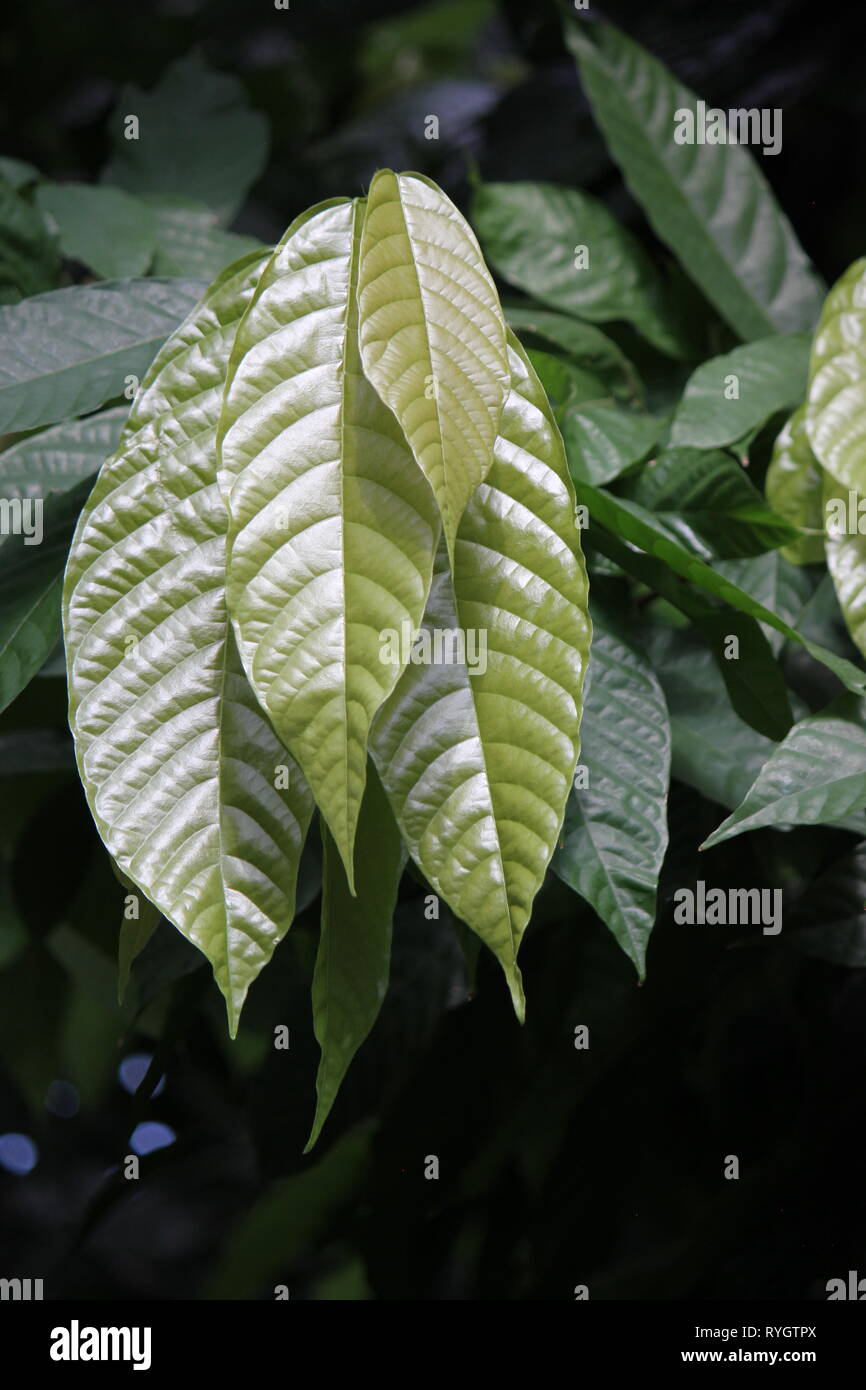 Theobroma cacao, cocoa tree plant leaves on the stem growing in the ...