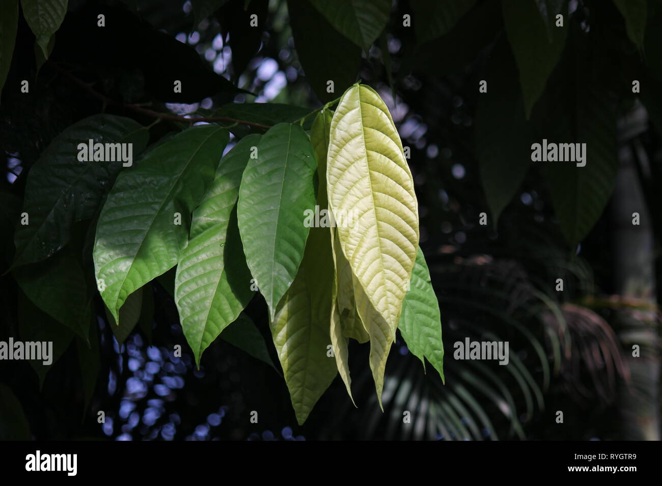 Theobroma cacao, cocoa tree plant leaves on the stem growing in the ...