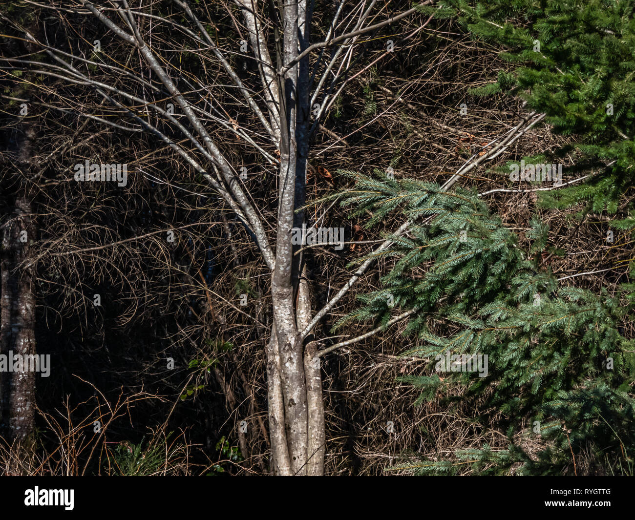 light birch tree stands against dark forest in winter Stock Photo - Alamy