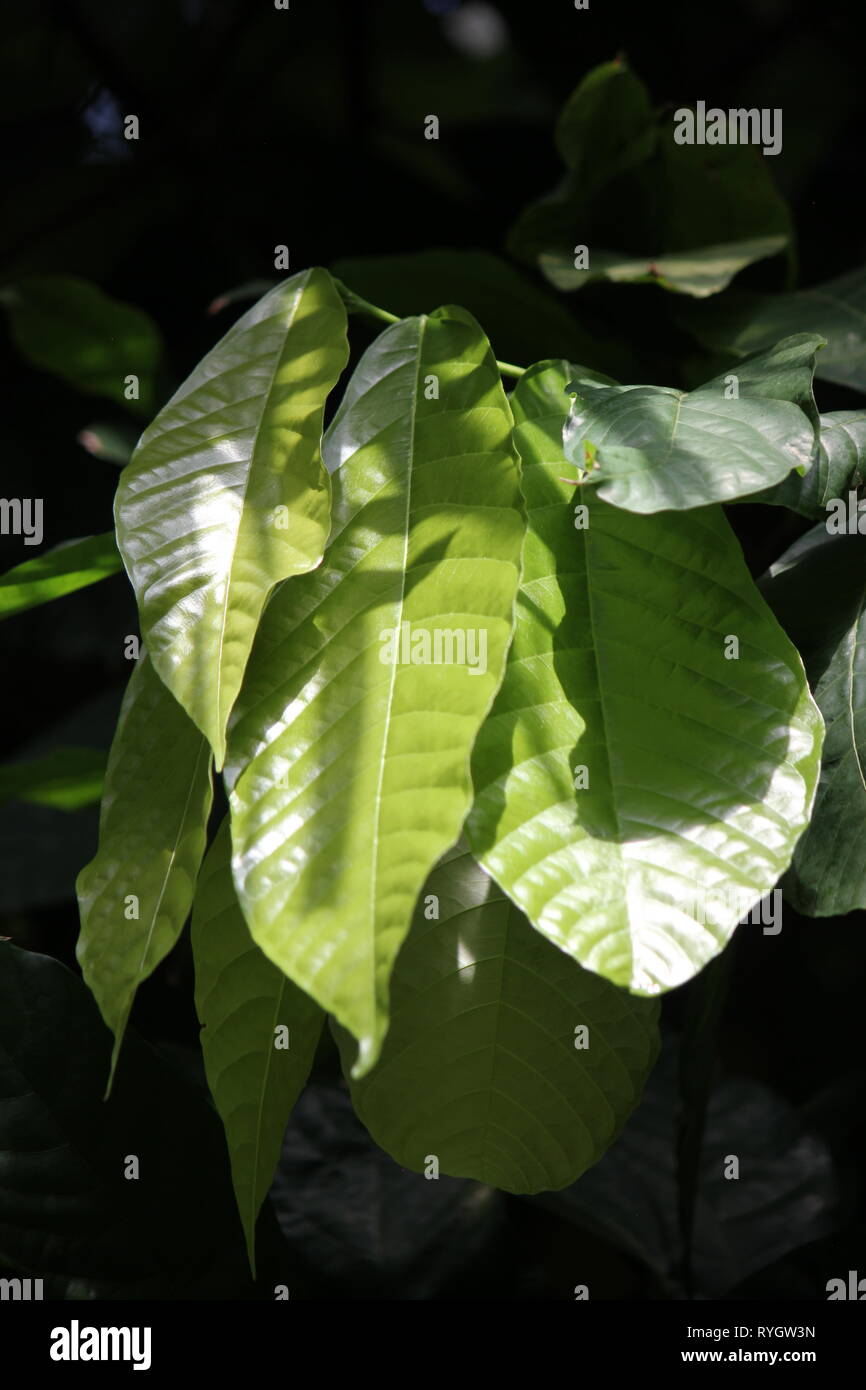 Cultivar cacao hi-res stock photography and images - Alamy