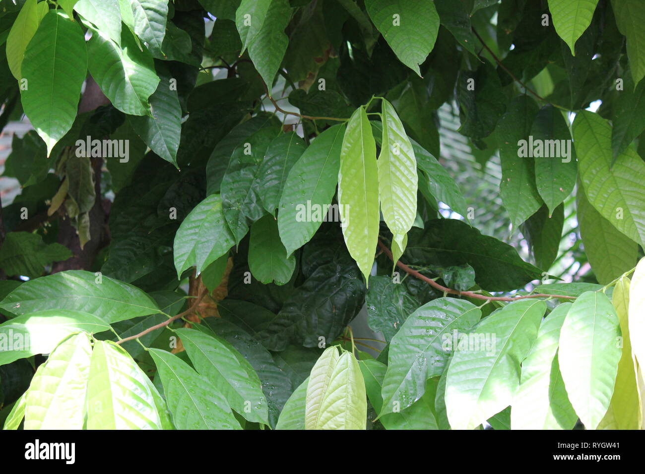 Theobroma cacao, cocoa tree plant leaves on the stem growing in the ...