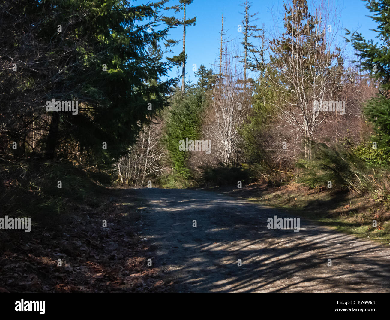 woodland path with shadows in late winter sun in western washington ...