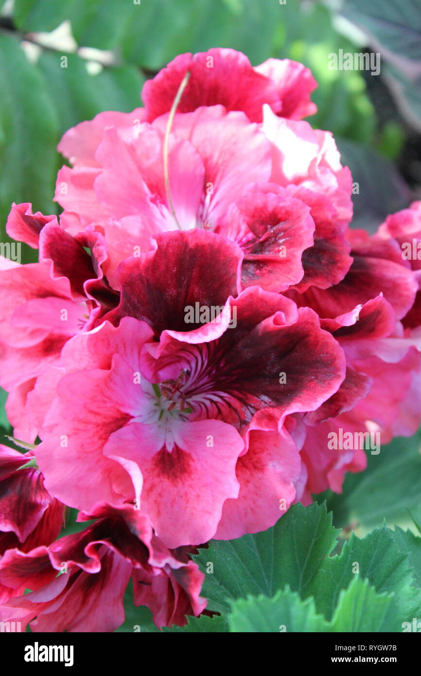 Pelargonium Domesticum