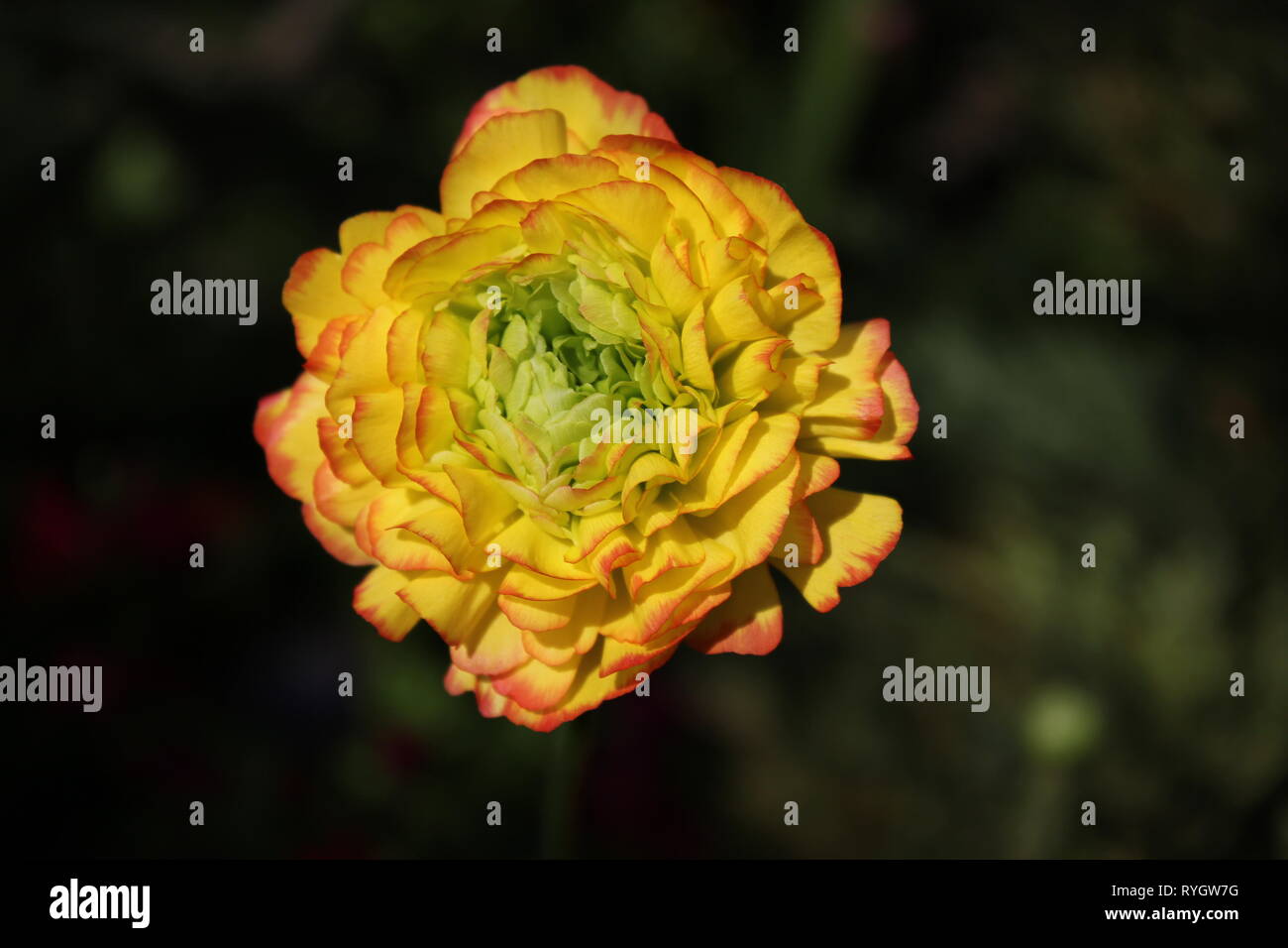 Ranunculus asiaticus, beautiful flower growing in the garden Stock ...