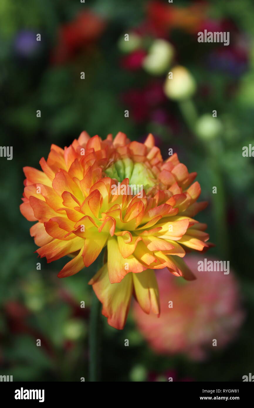 Ranunculus asiaticus, beautiful flower growing in the garden Stock ...