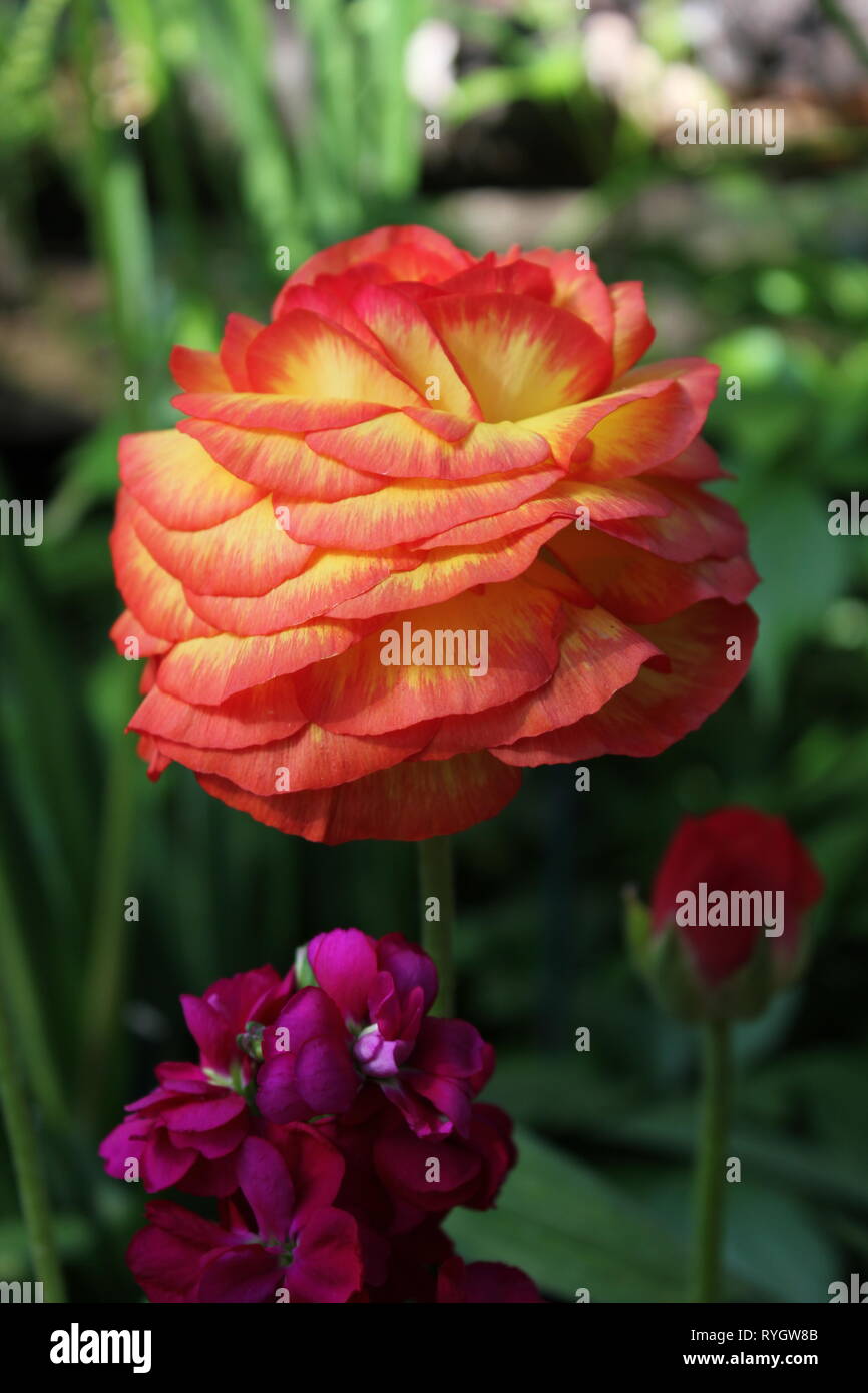 Ranunculus asiaticus cultivar hi-res stock photography and images - Alamy