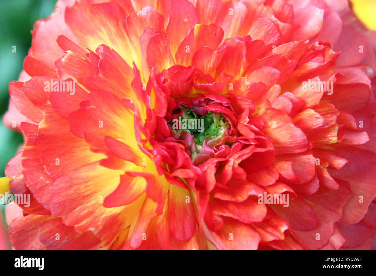 Ranunculus asiaticus, beautiful flower growing in the garden Stock ...