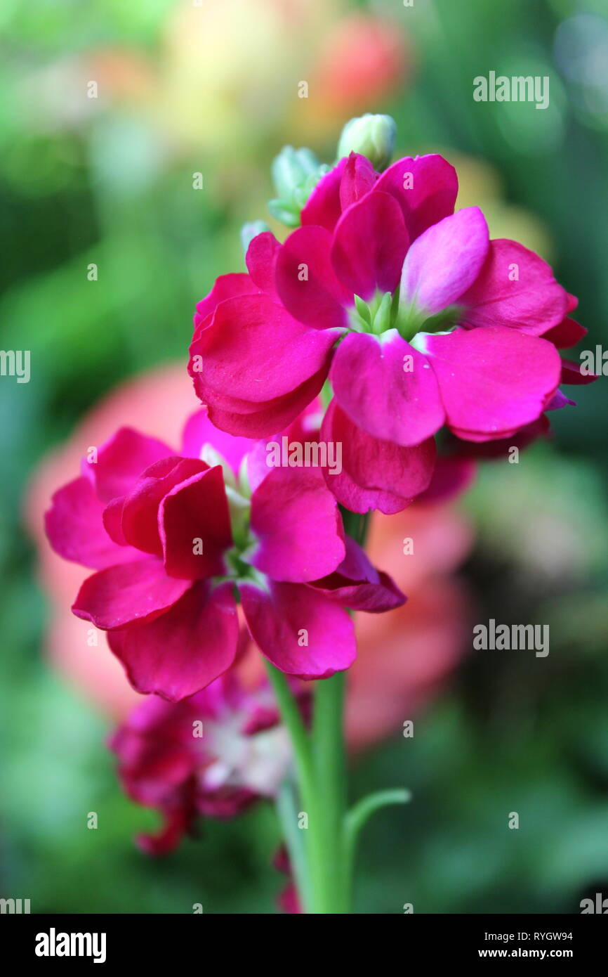 Deep pink standard hi-res stock photography and images - Alamy