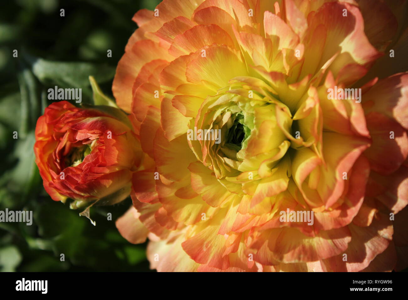 Ranunculus asiaticus, beautiful flower growing in the garden Stock ...