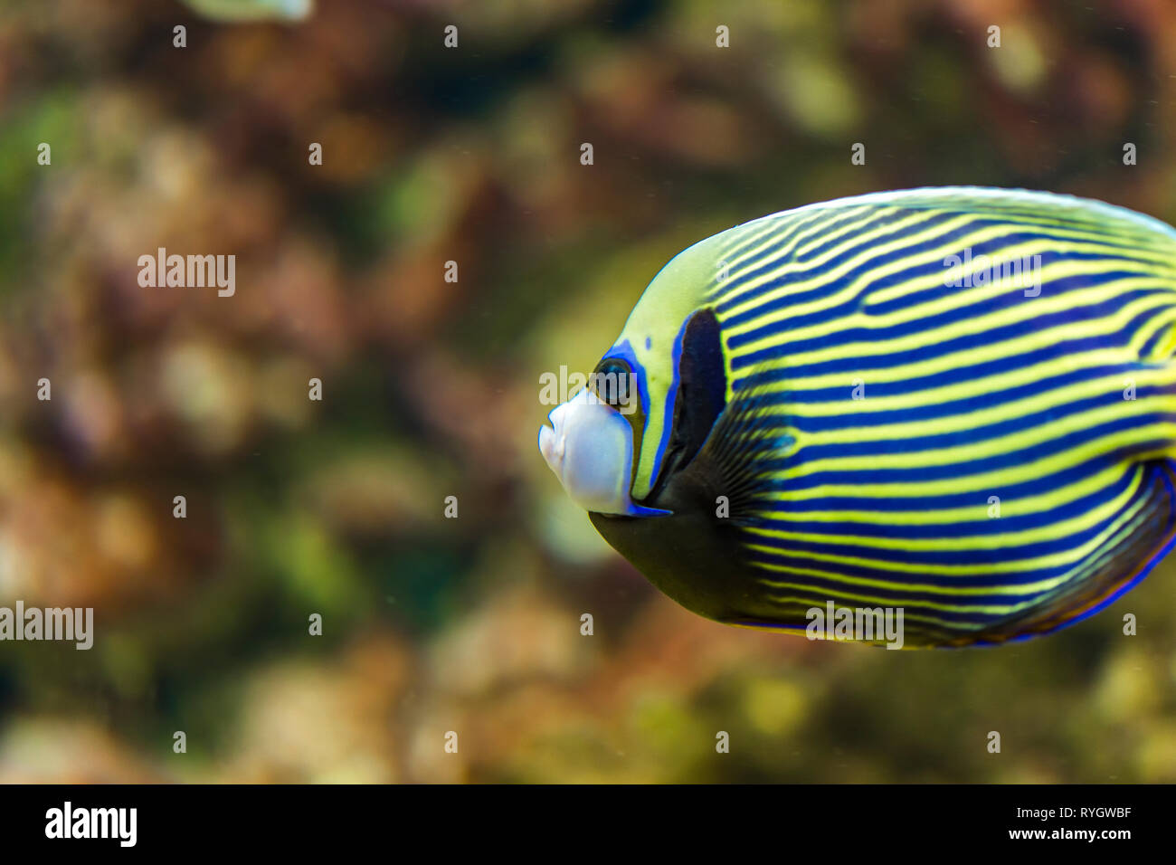 Imperator imperial fish hi-res stock photography and images - Alamy