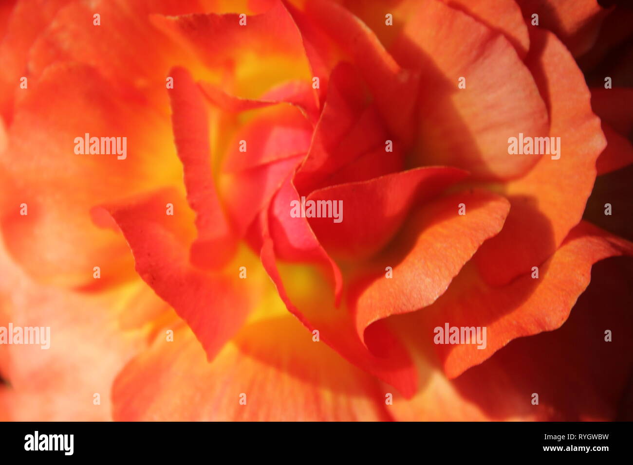Ranunculus asiaticus cultivar hi-res stock photography and images - Alamy
