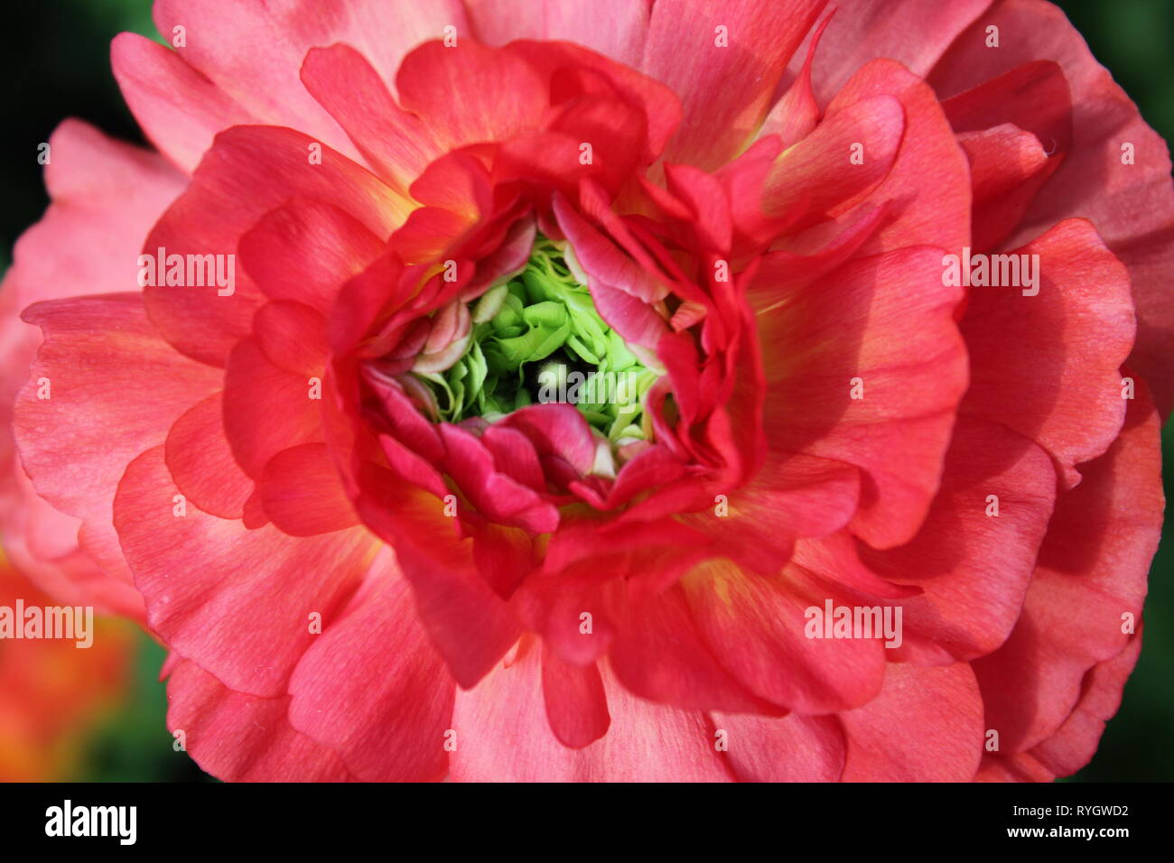 Ranunculus asiaticus cultivar hi-res stock photography and images - Alamy