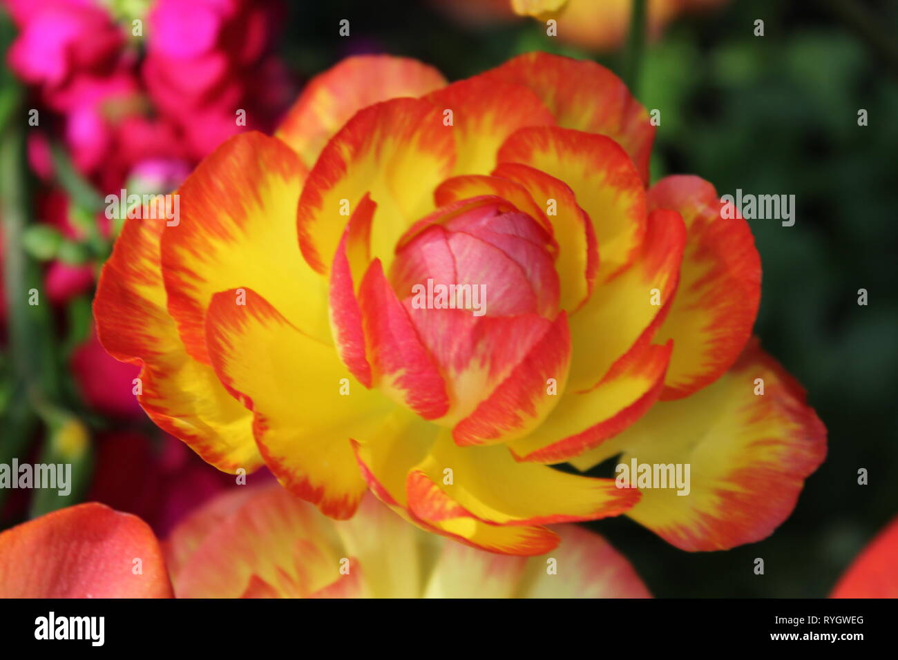 Ranunculus asiaticus cultivar hi-res stock photography and images - Alamy