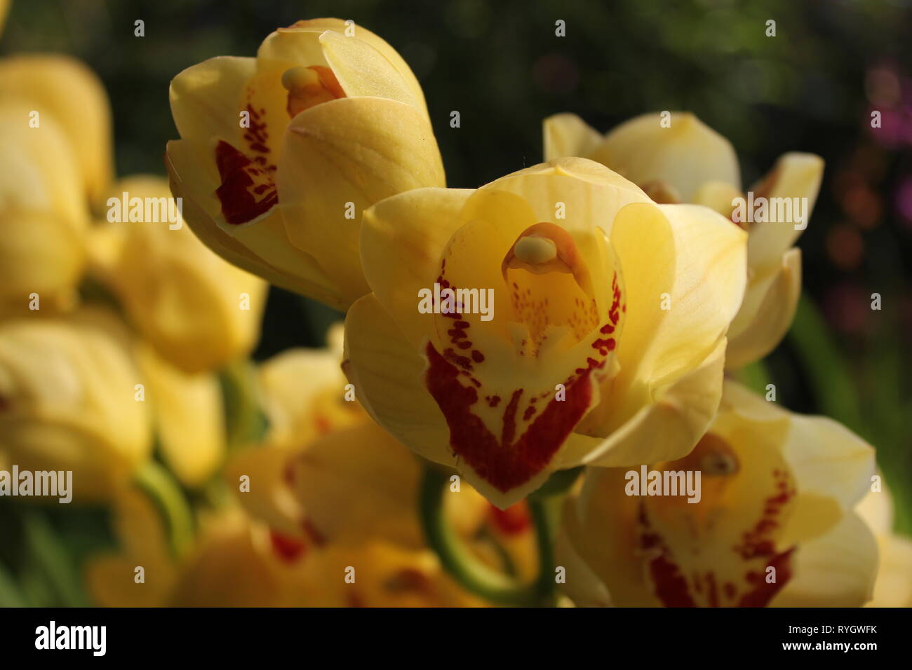 Yellow cymbidium boat orchid flowers hi-res stock photography and ...