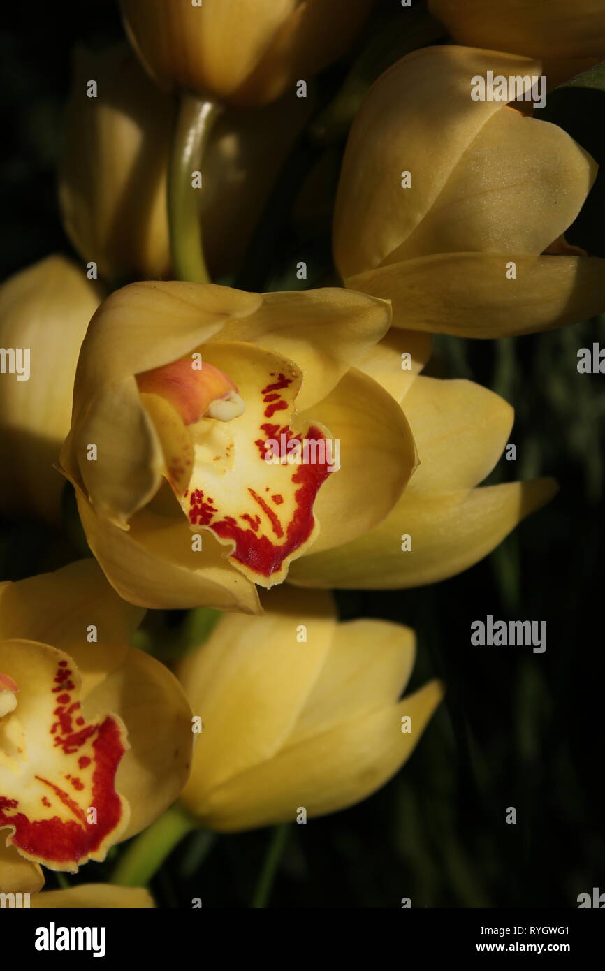 Dazzling bright yellow Cymbidium orchid hybrid flower Stock Photo - Alamy
