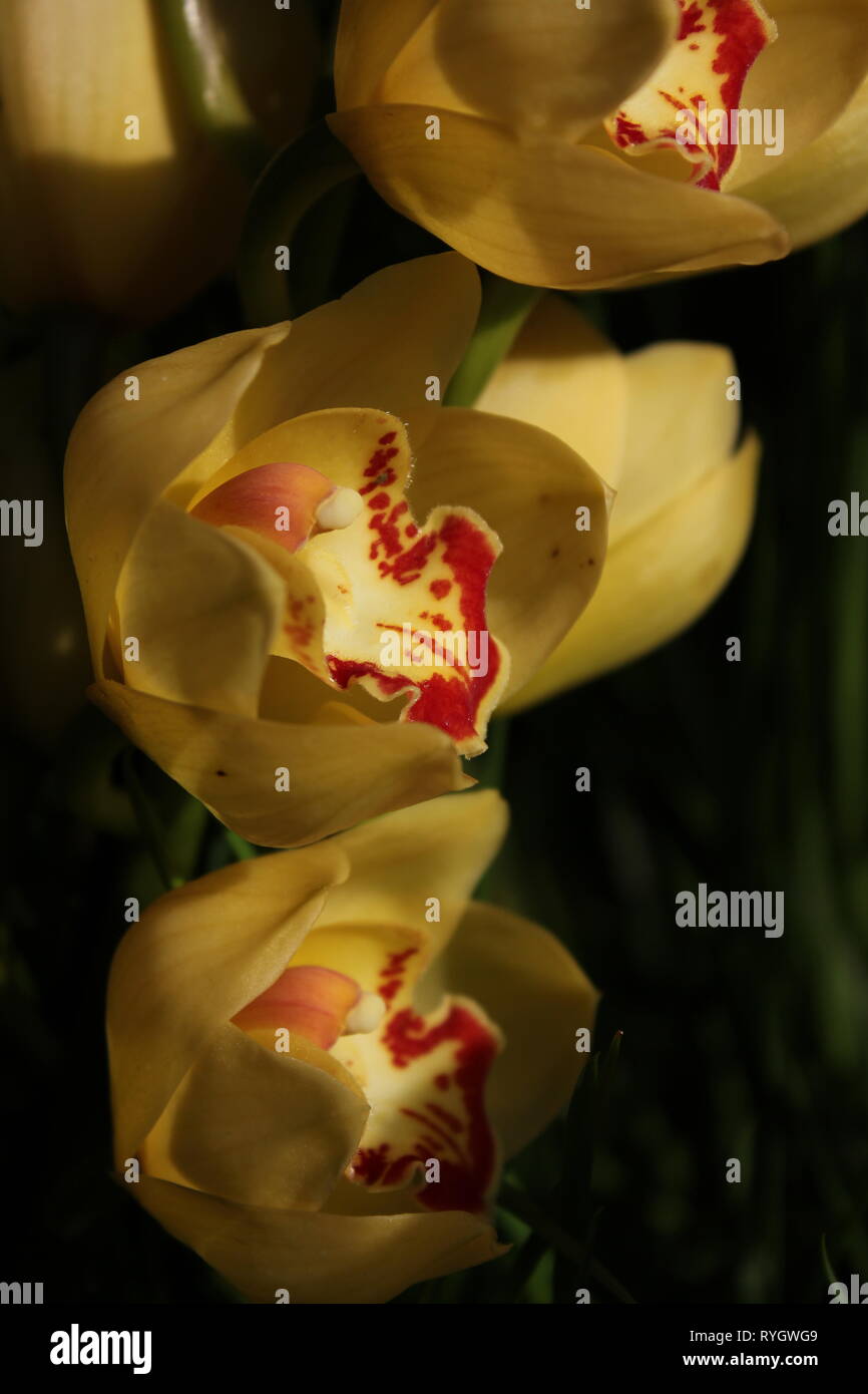 Dazzling bright yellow Cymbidium orchid hybrid flower Stock Photo - Alamy Dazzling bright yellow Cymbidium orchid hybrid flower Stock Photo - Alamy