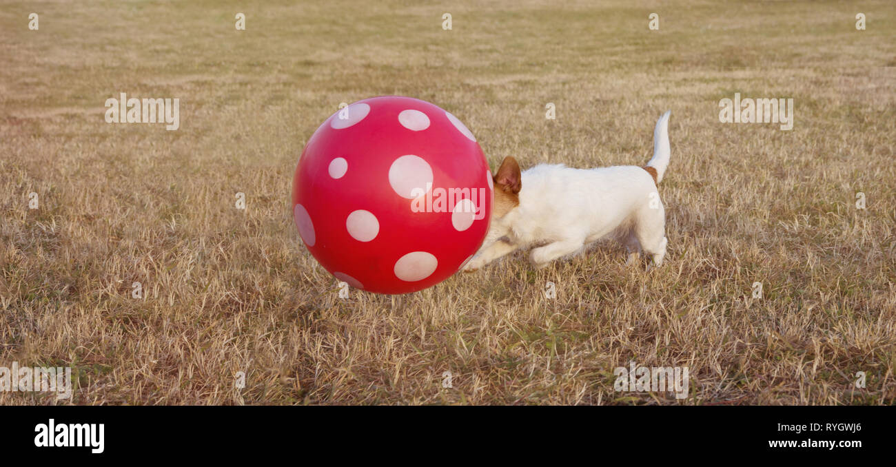 JACK RUSSELL PLAYING FOOTBALL (SOCCER) WITH A RED BALL AT PARK GRASS ...