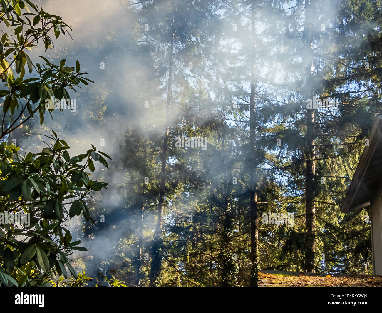 smoke from burning pile rises through trees near roof in spring Stock ...