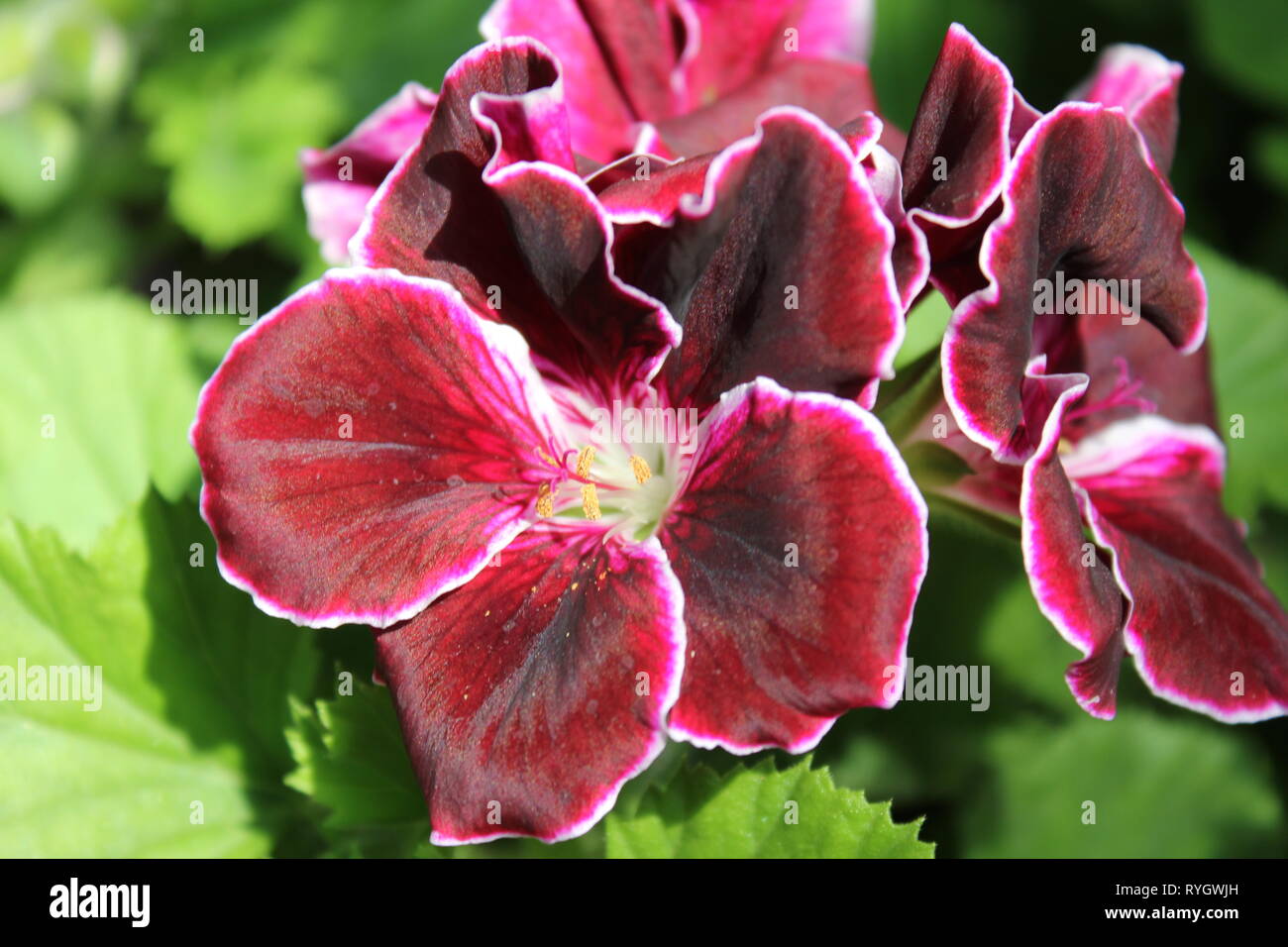 Pelargonium Domesticum