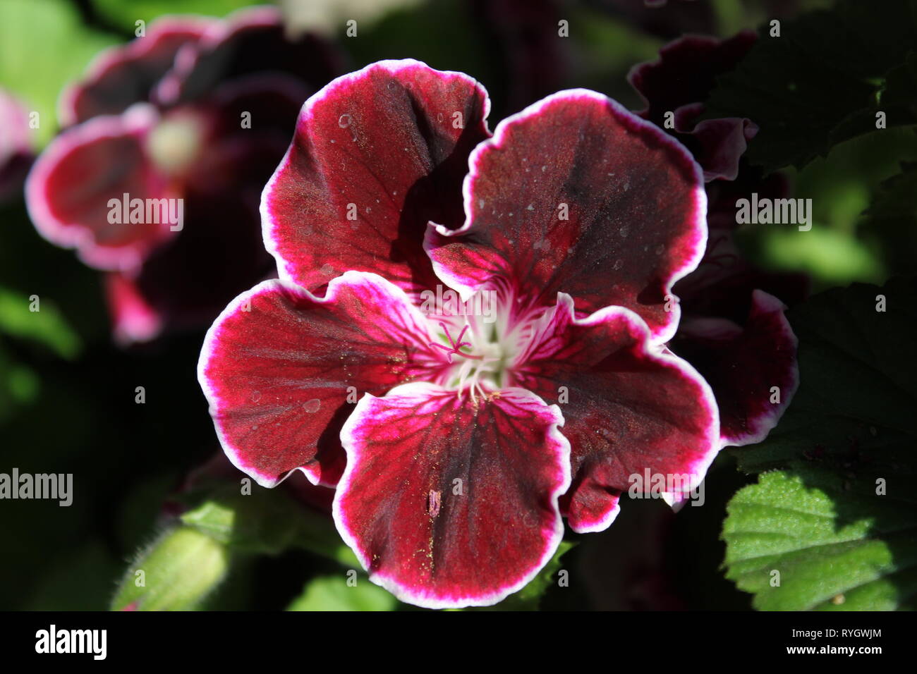 Spring flower Regal geranium, purple majesty, cranesbills, pelargonium ...