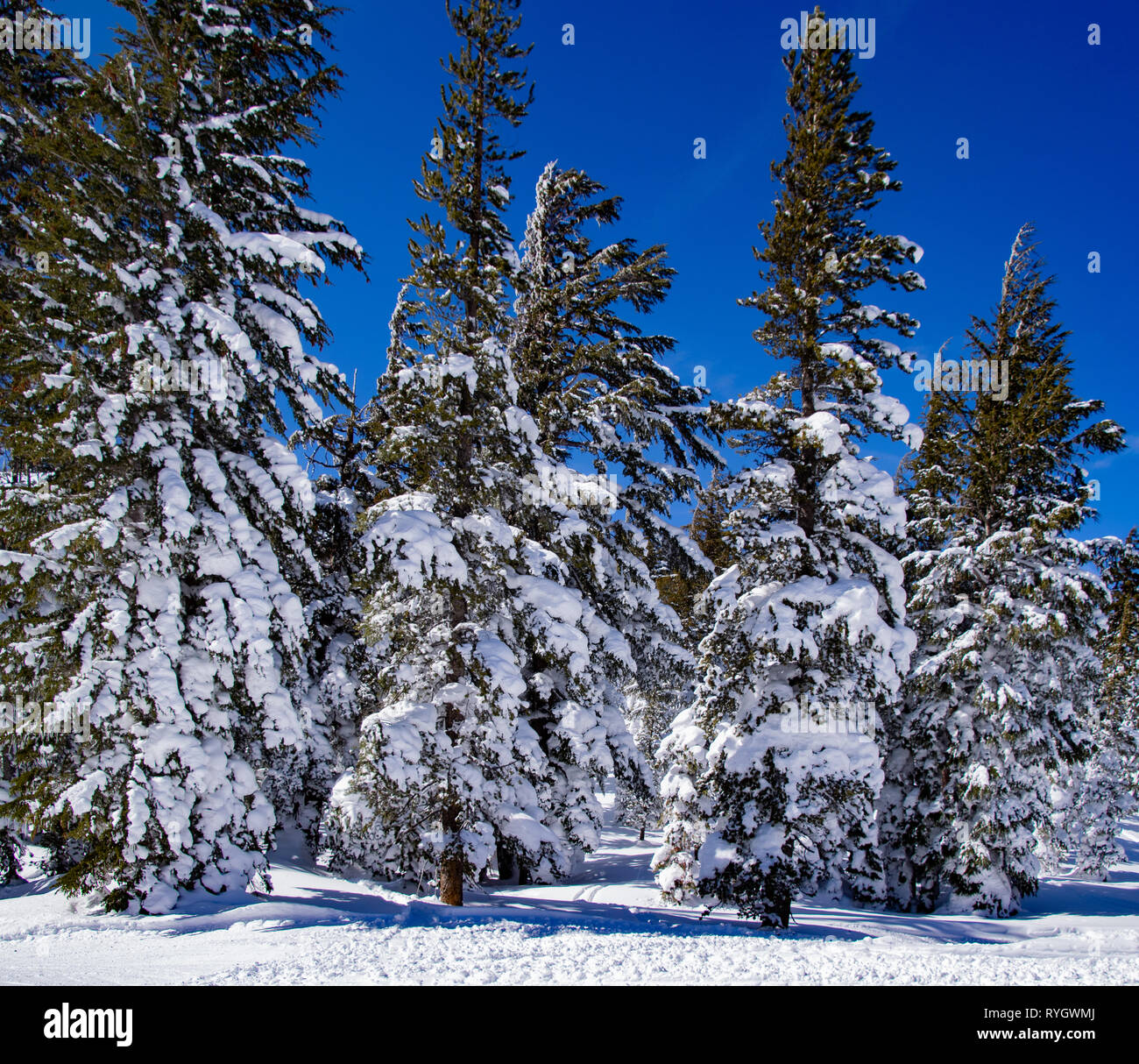 Abundant snowfall decorated these pine trees in the Sierra Nevada Mts ...