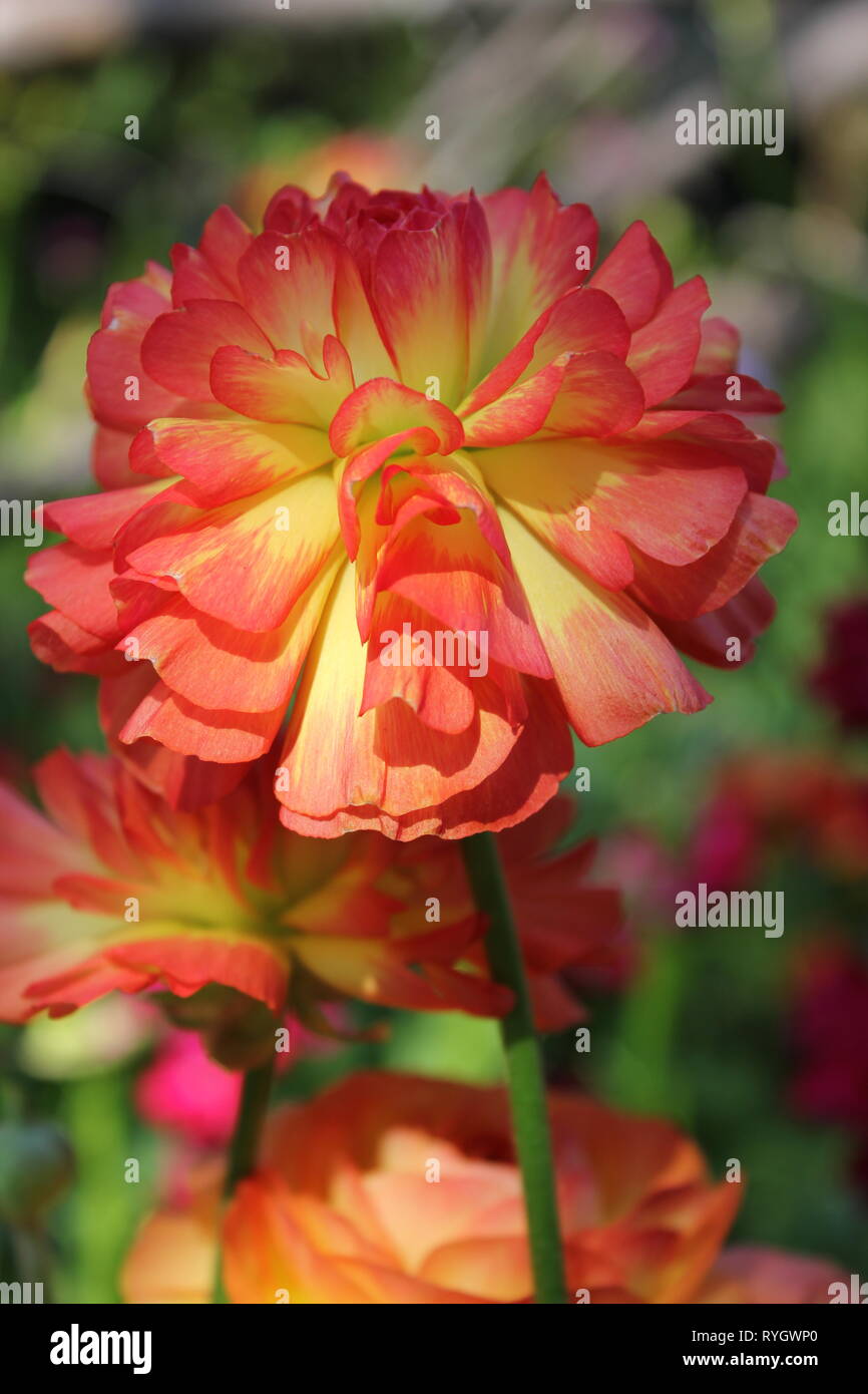 Ranunculus asiaticus cultivar hi-res stock photography and images - Alamy