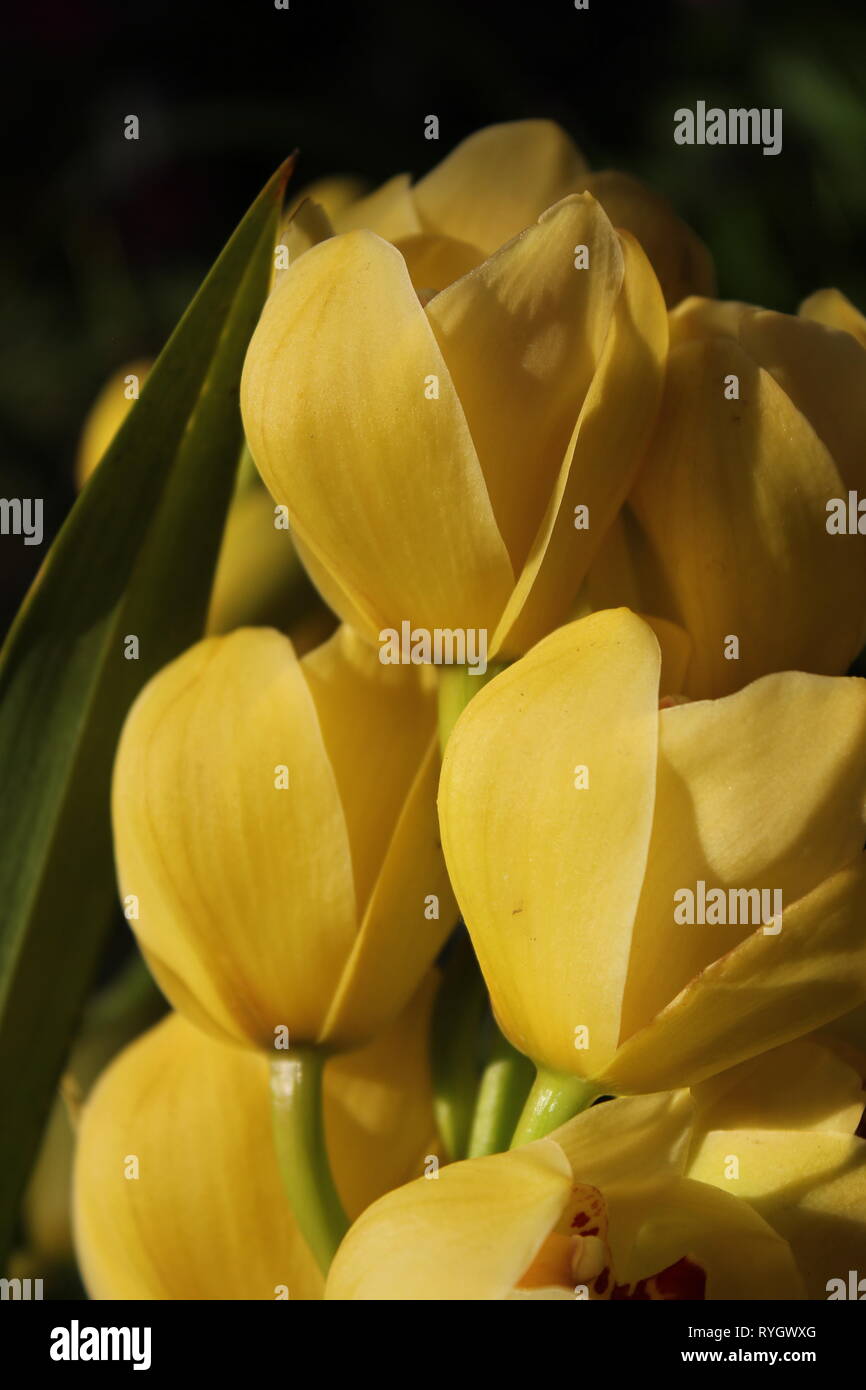Orchids series hi-res stock photography and images - Alamy