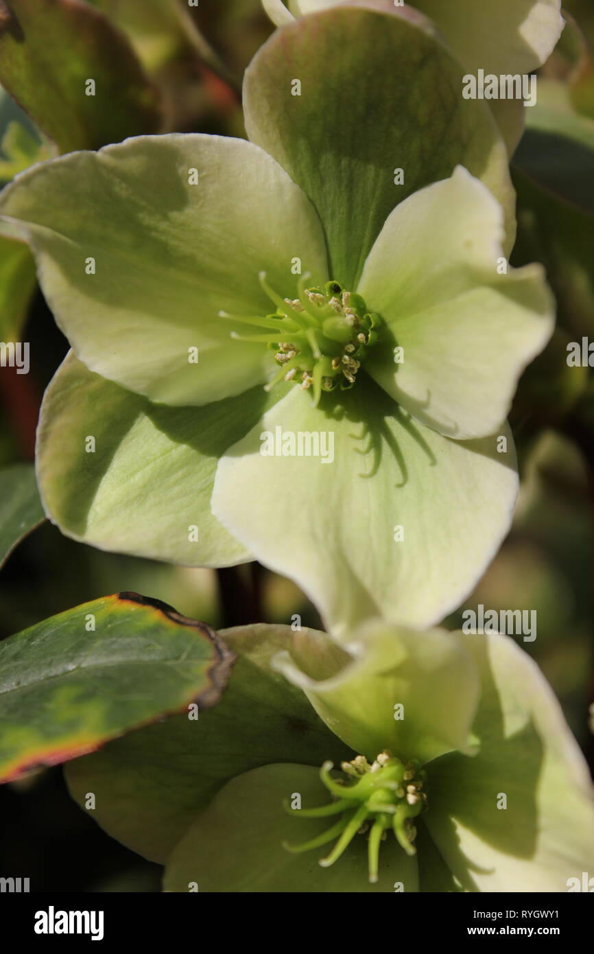 Spring flower Hellebore, hellebores, Helleborus, winter rose, Christmas ...